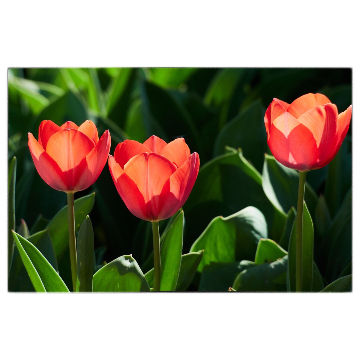 [Libros] Las lecturas infantiles del Dr. Seuss (Theodor Seuss Geisel ...